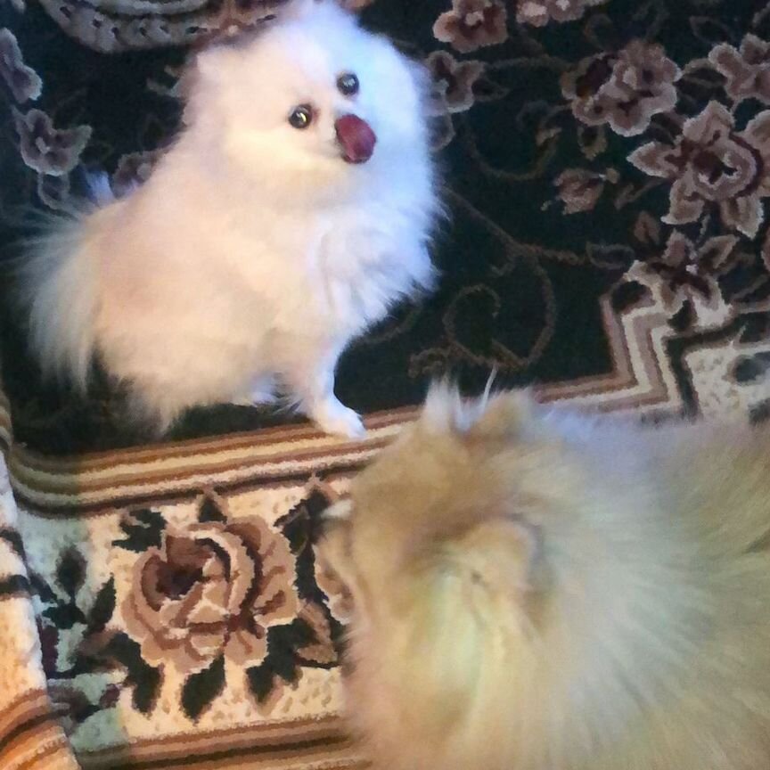 Помски, взрослый пёс