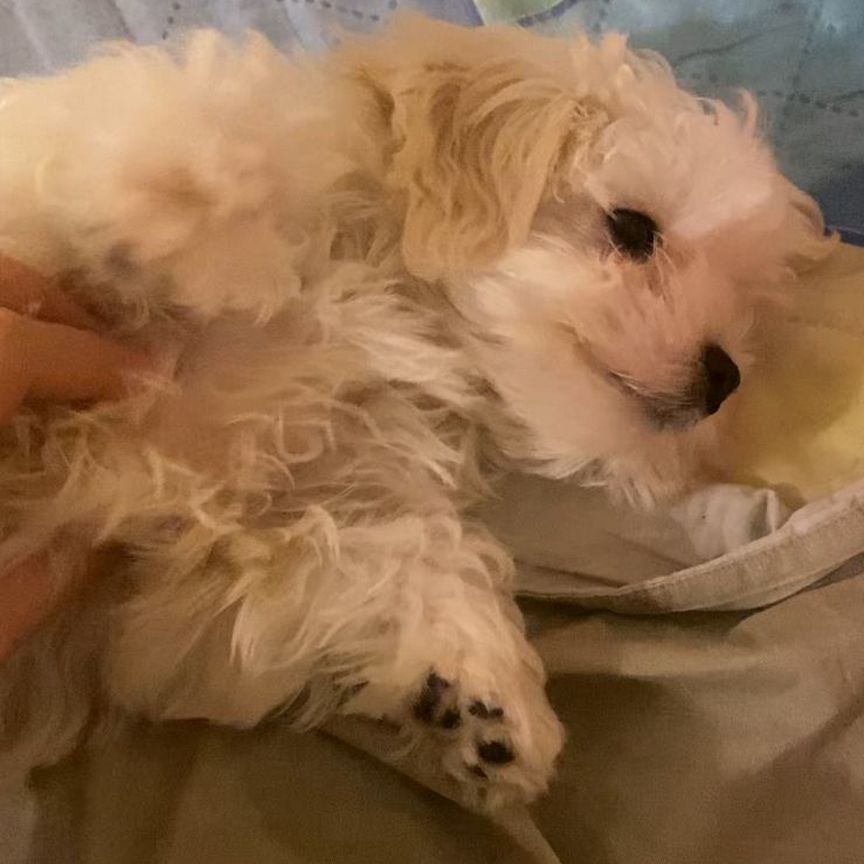 Мальтипу, щенок