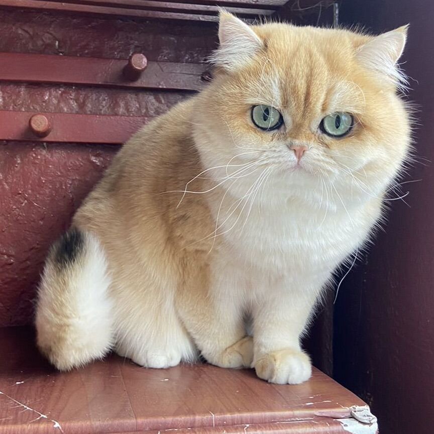 Британская короткошёрстная кошка, взрослая