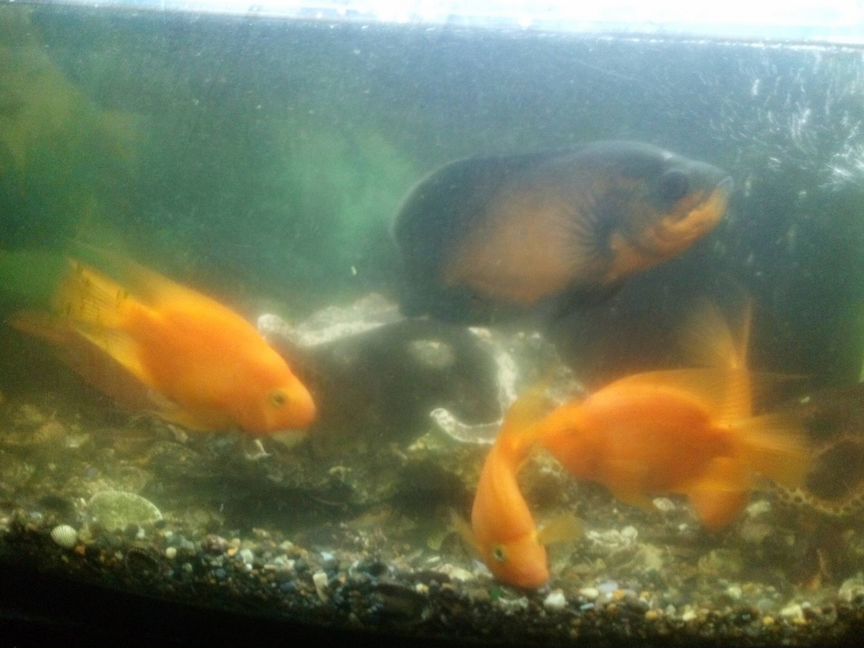 Рыбы папугаи