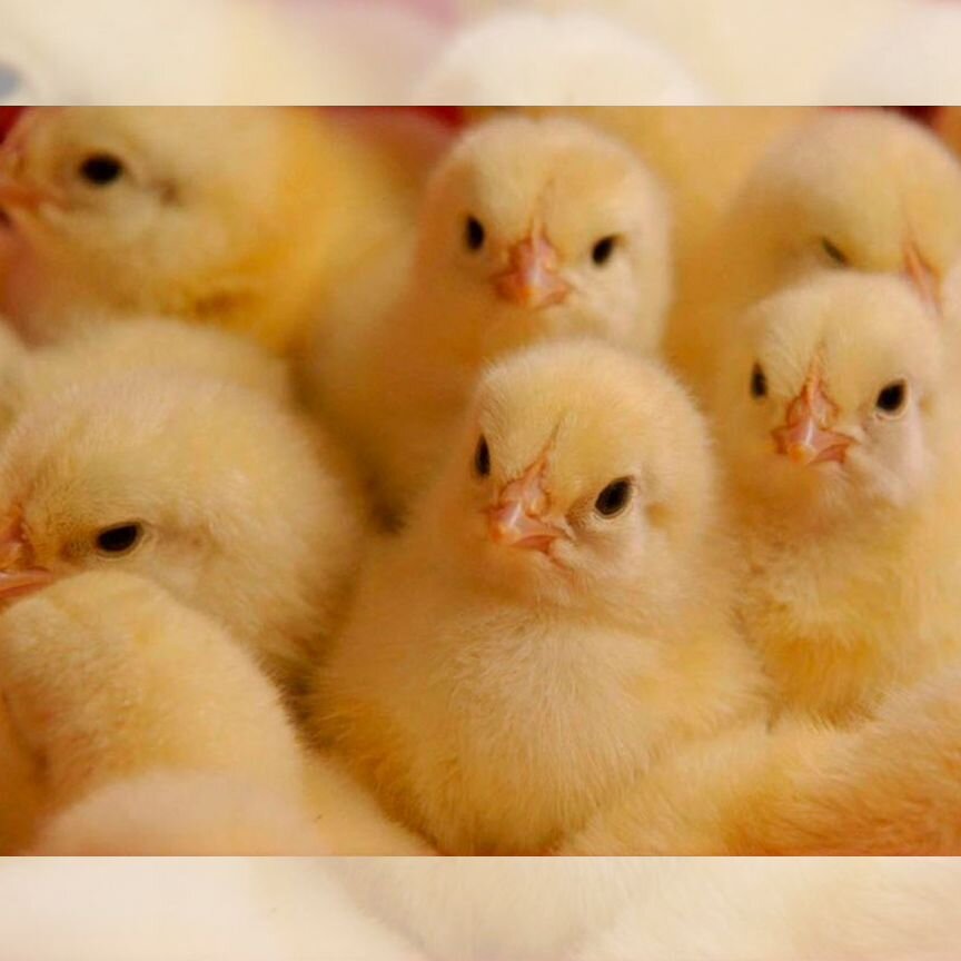 Цыплята бройлеры подрощенные
