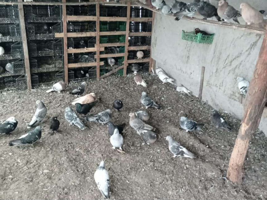 Голубь турецкие такла продажа