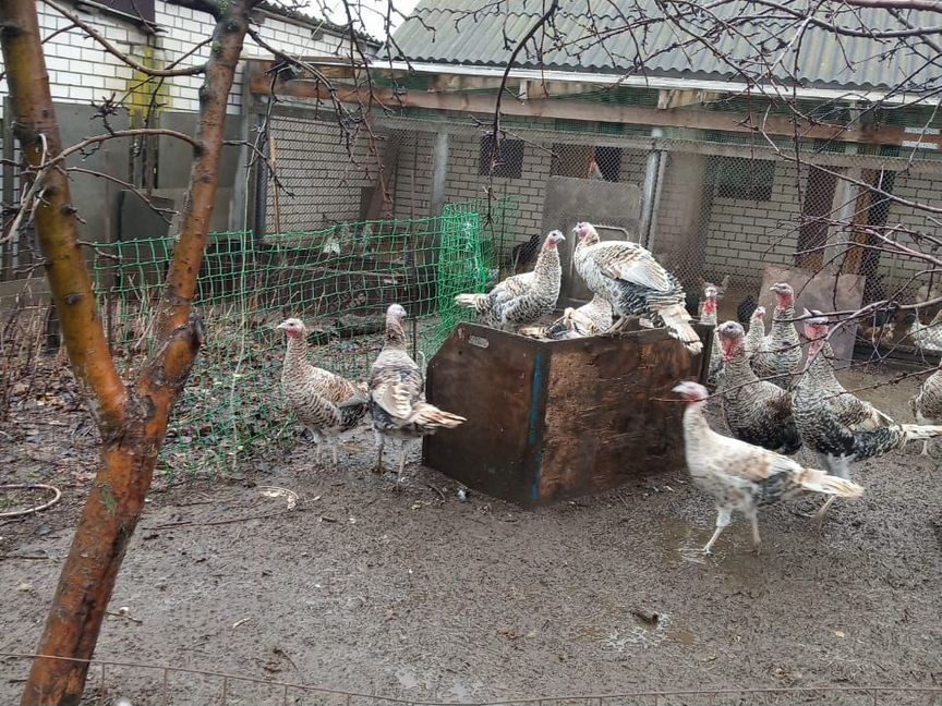 Индюки деревенские на развод или на мясо