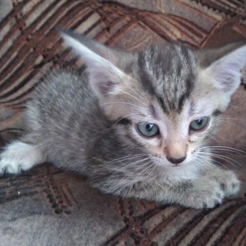 Крошка котенок полосочка