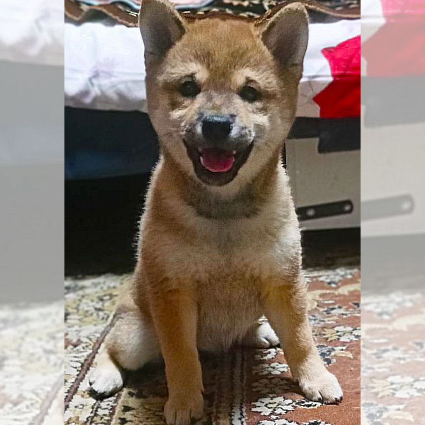 Шиба сиба ину(мини Хатико)