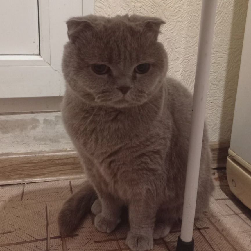Британская вислоухая кошка
