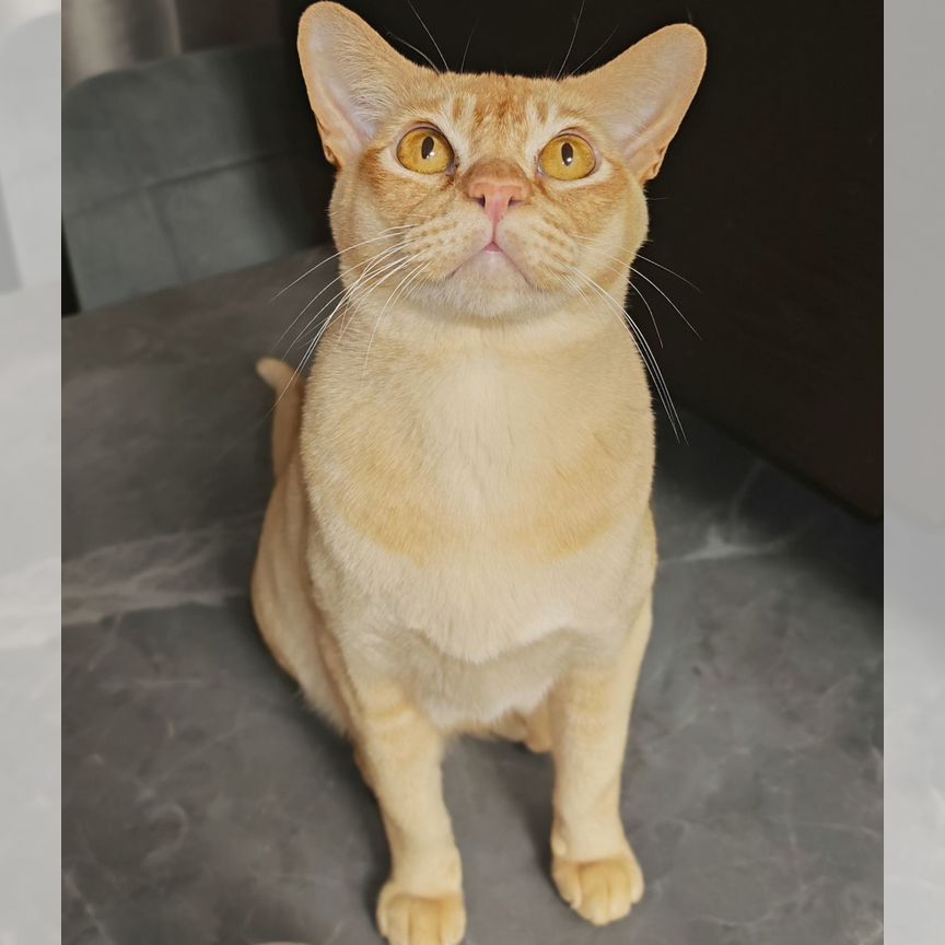 Европейский бурманский кот, взрослый