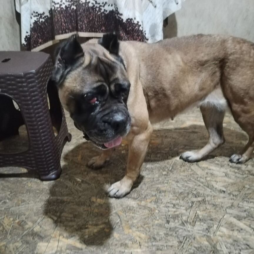 Отдам собаку в добрые руки