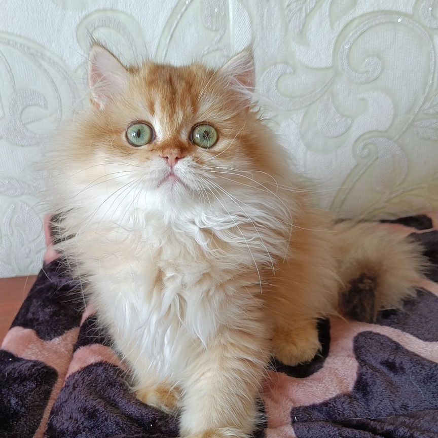 Девочка золотая шиншилла