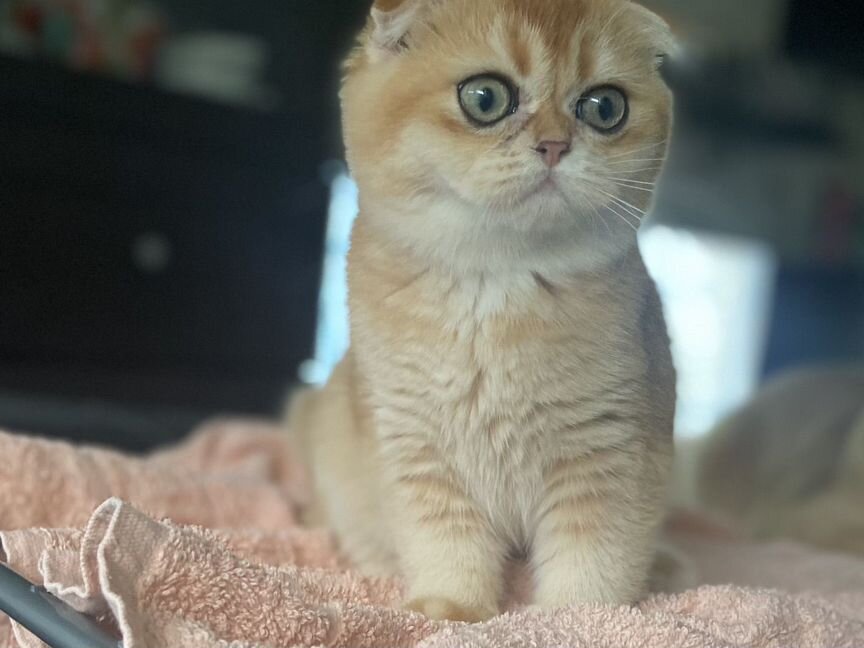 Шотландская кошечка Фортуна