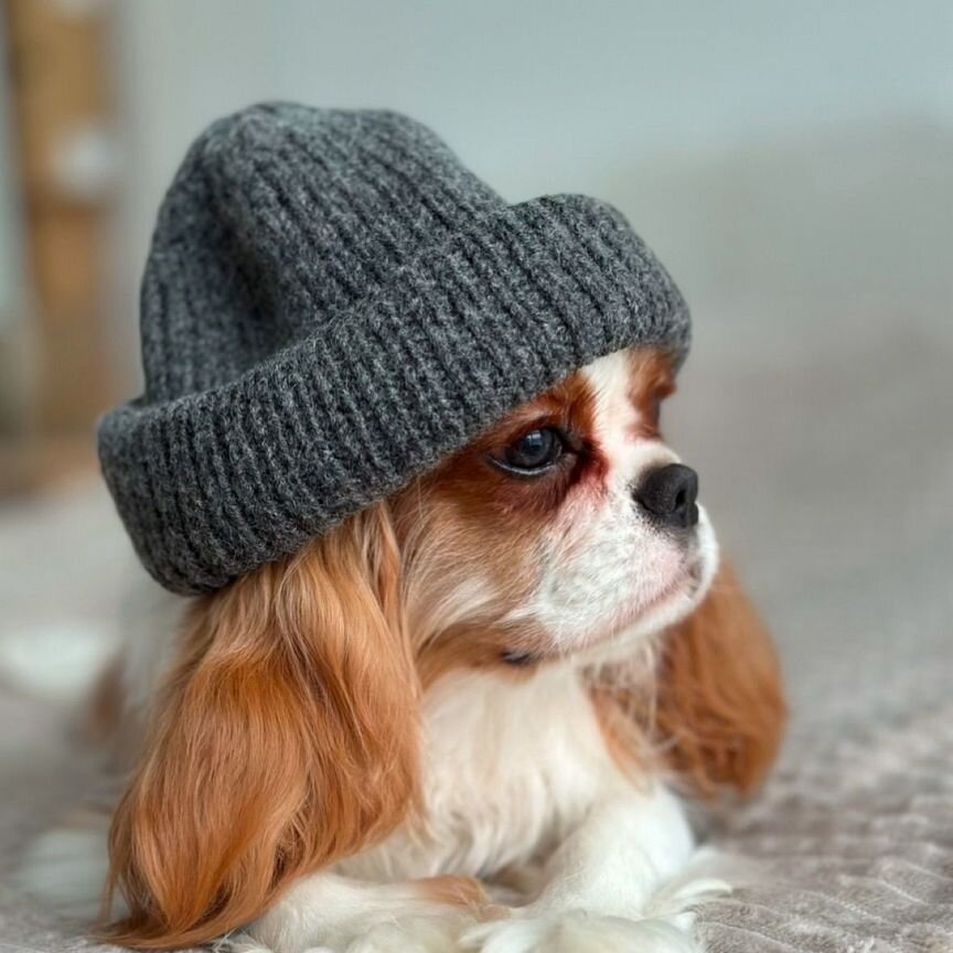 Левушка кавалер кинг чарльз спаниель