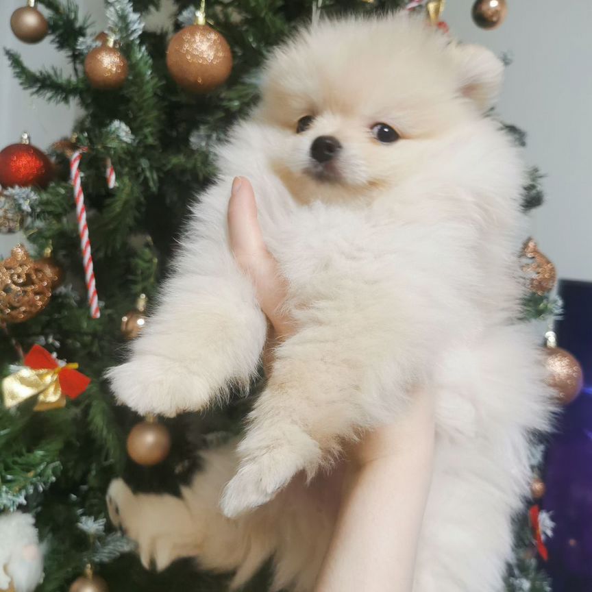 Шпиц девочка 2 месяца