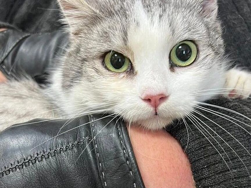 Кошка