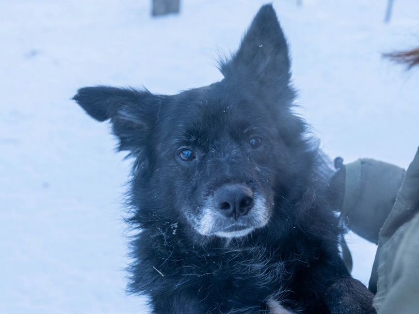 Пес Йорик ищет дом