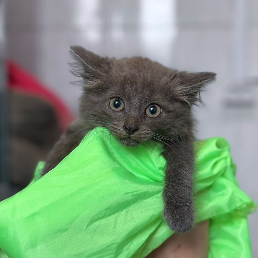 Котенок Морфей в дар
