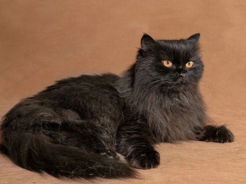 Персидская кошка