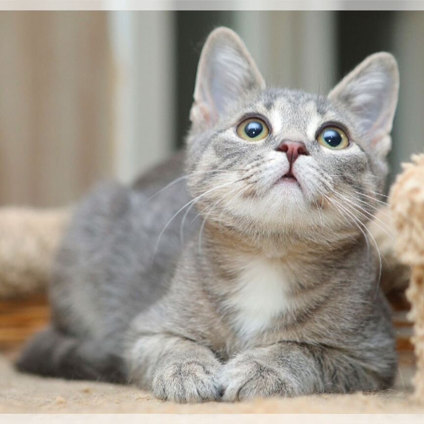Котёнок в добрые руки