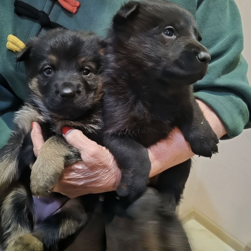 Немецкая овчарка, щенок