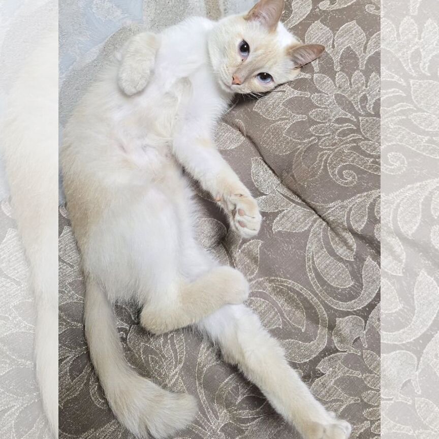 Кот