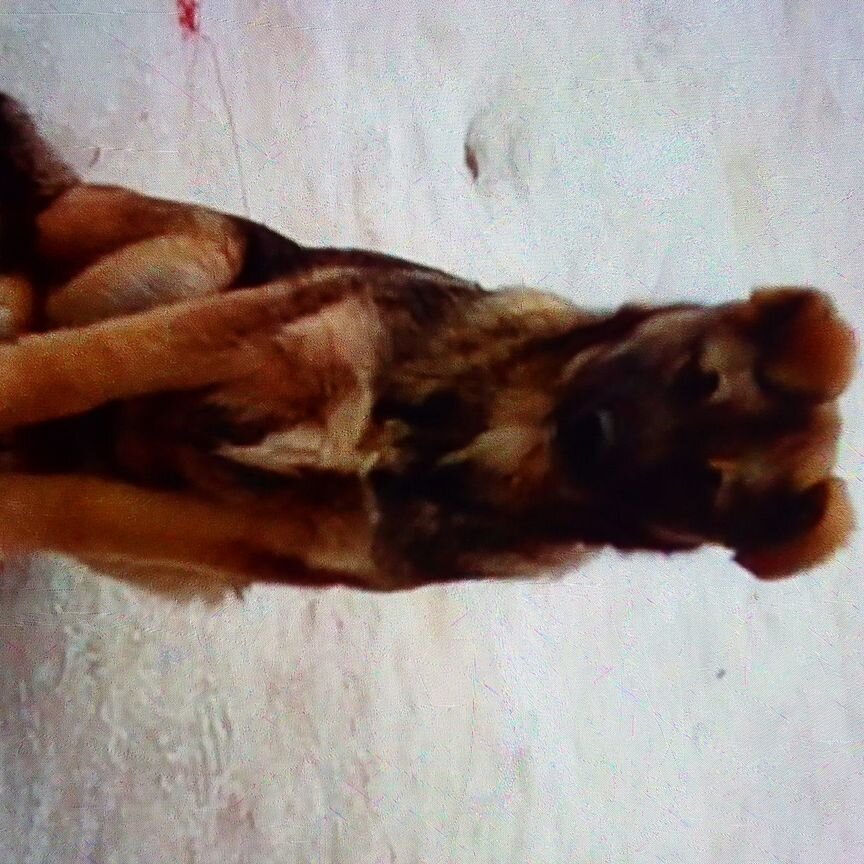 Щенки с добрые руки