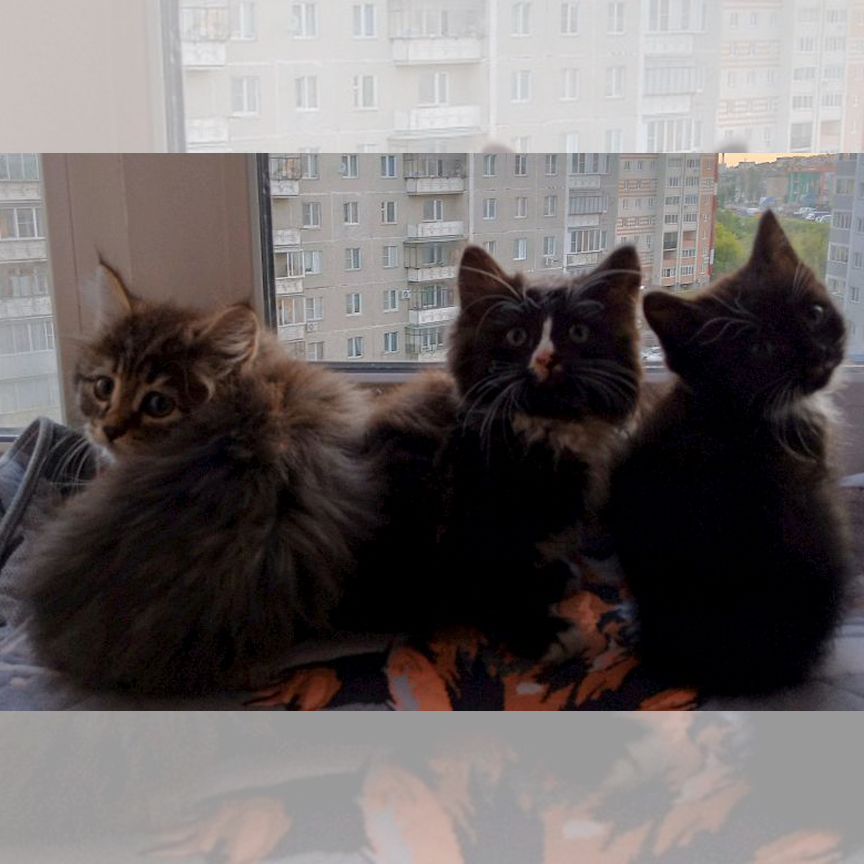Отдам бесплатно в добрые руки