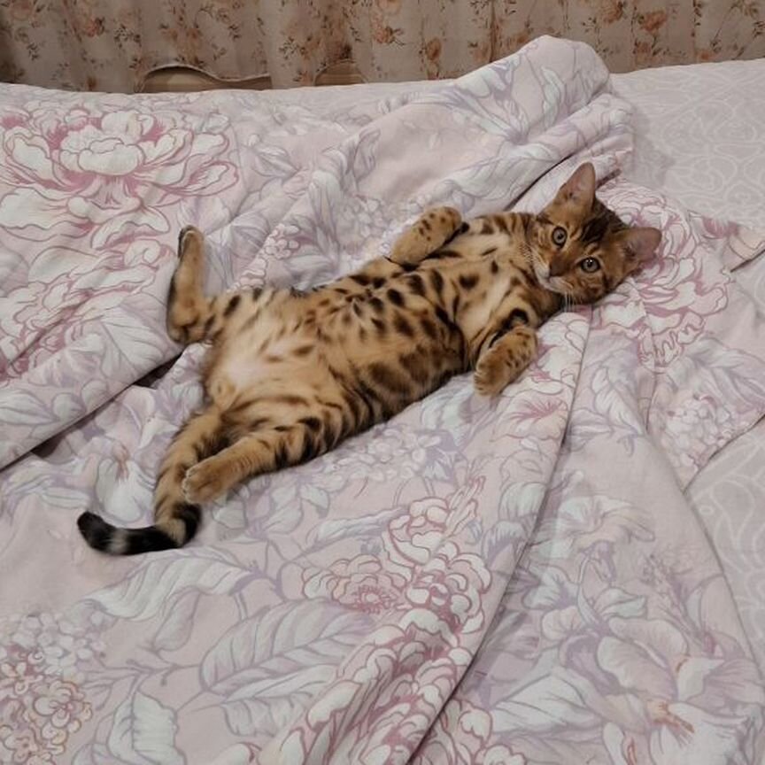 Продам бенгальского Котенка