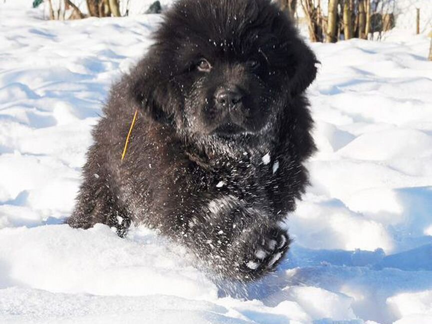 Щенки и подростки Ньюфаундленда