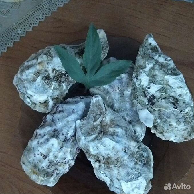 Створки устриц