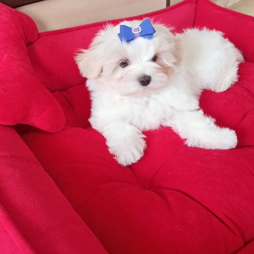 Белоснежка