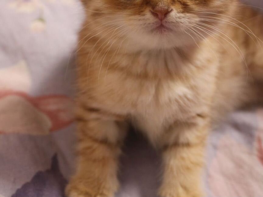 Золотой тикированный котенок
