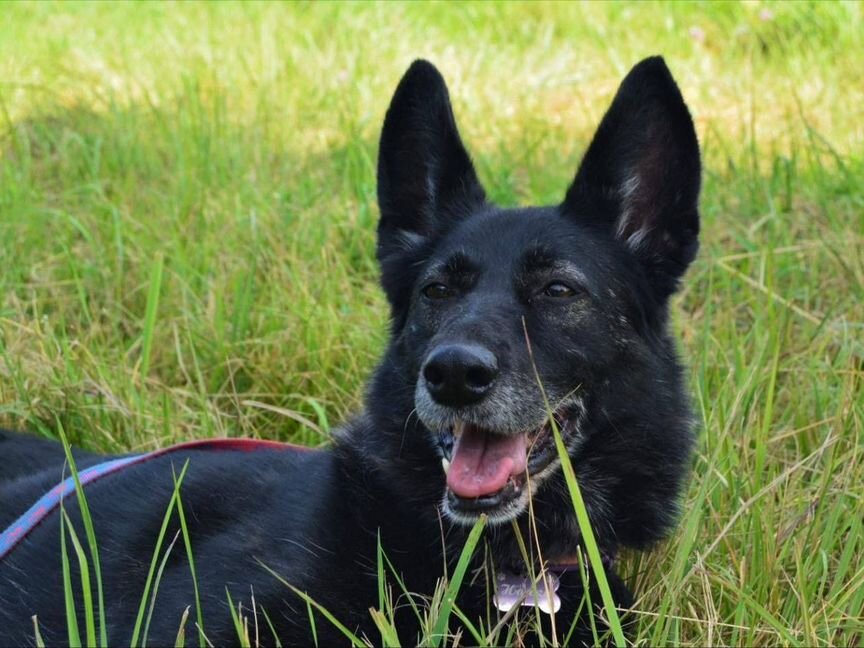 Собака в добрые руки