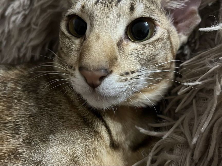 Ориентальная кошка