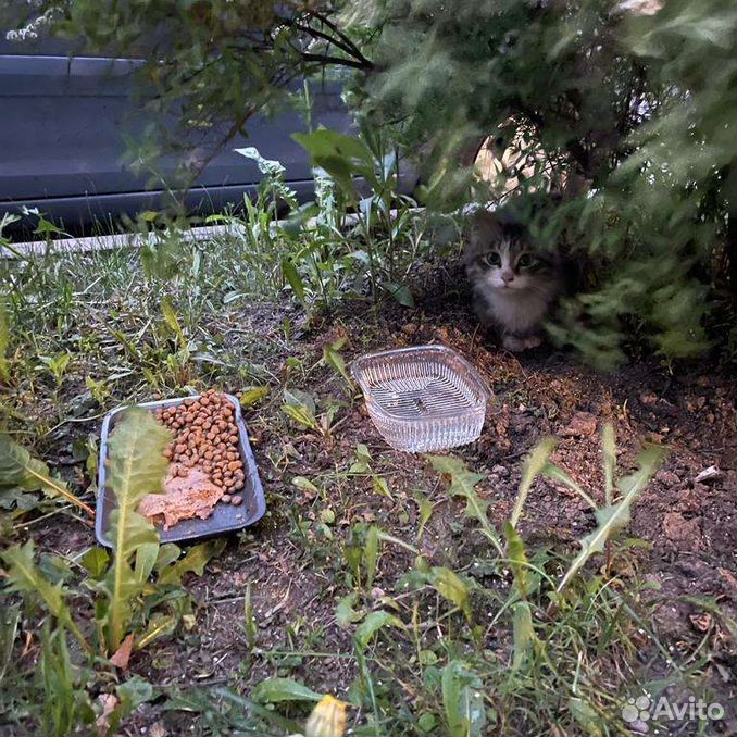 Выкинули кошку