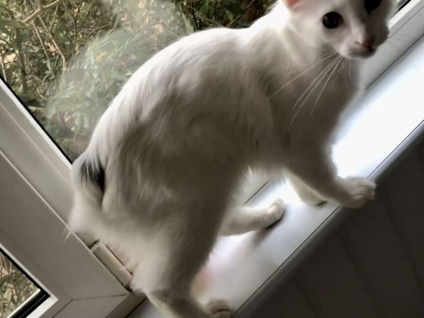 Котёнок японский бобтейл бесхвостый