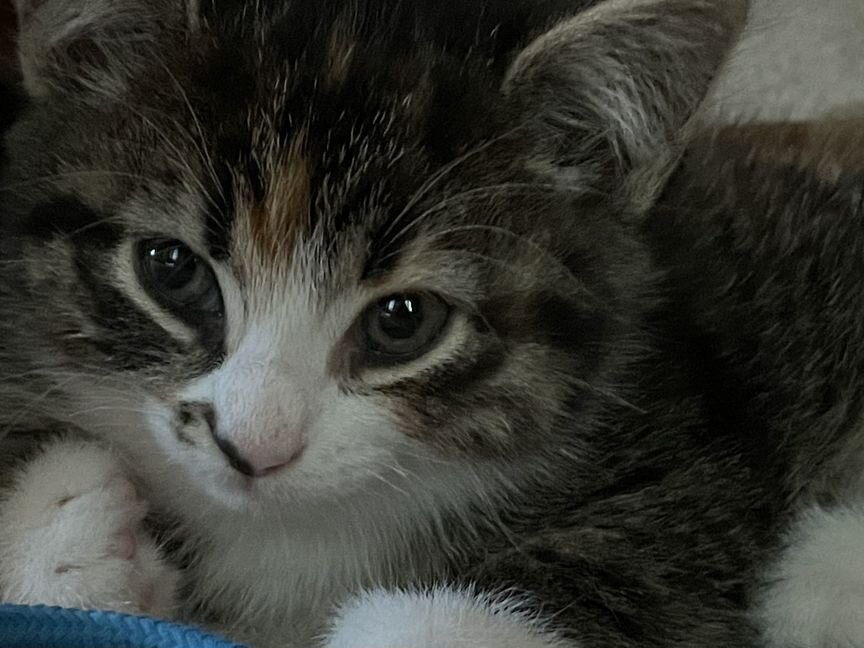Котёнок