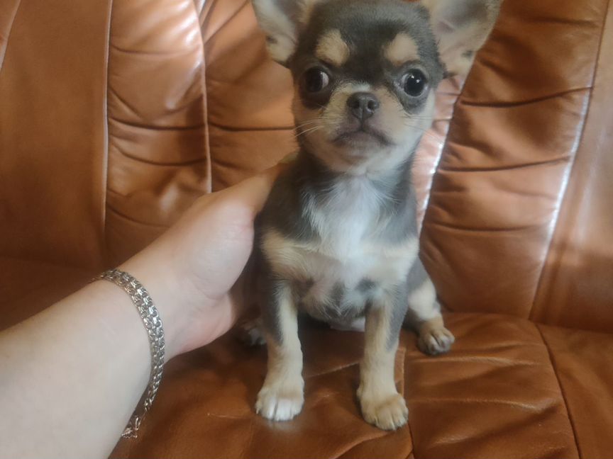 Чихуахуа девочка лилово-подпалая