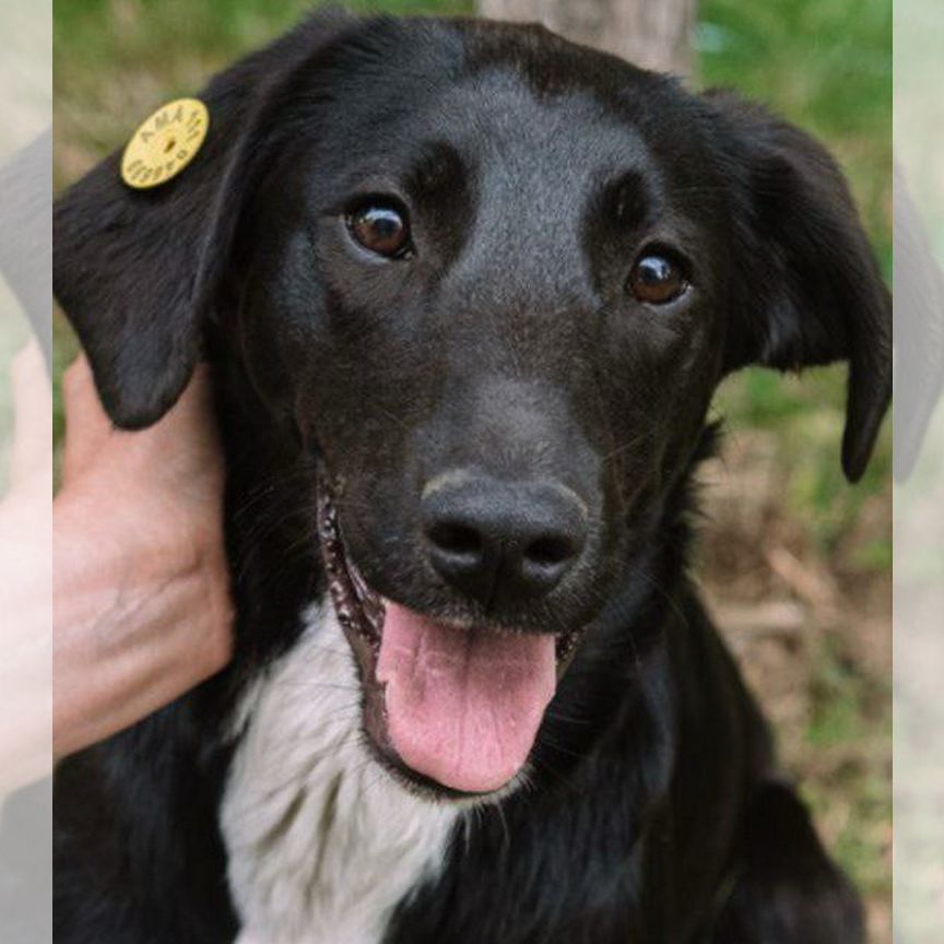 Взрослая собака в добрые руки