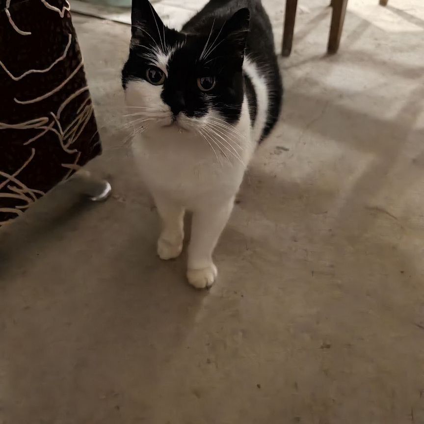 Бездомная кошка