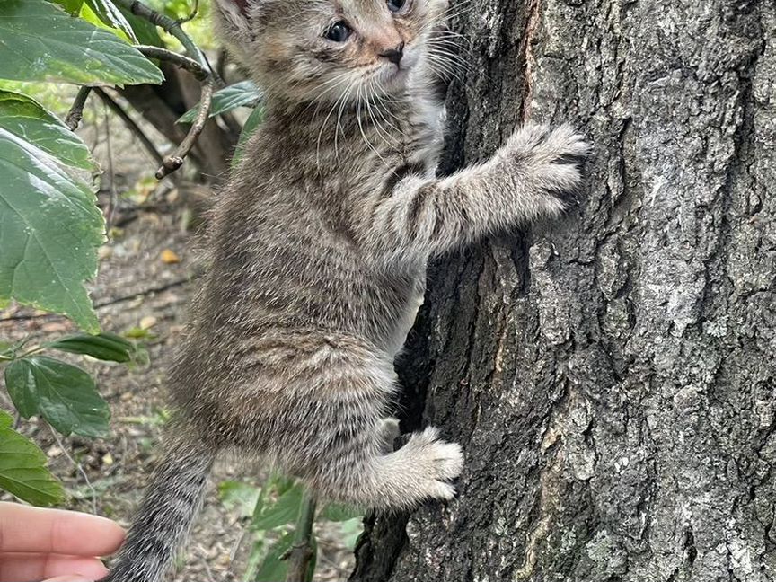 Котенок в добрые руки