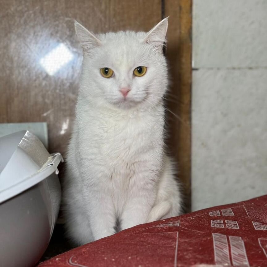 Снежинка ищет дом