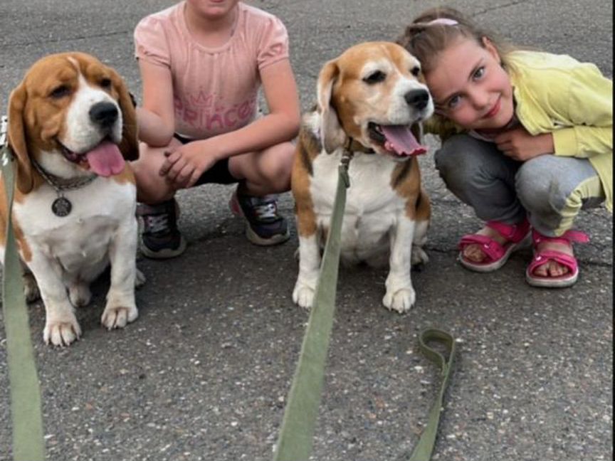 Бигль бесплатно