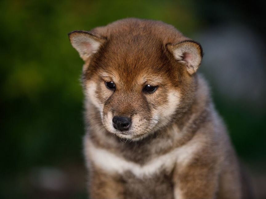 Щенки сиба окрасом сезам