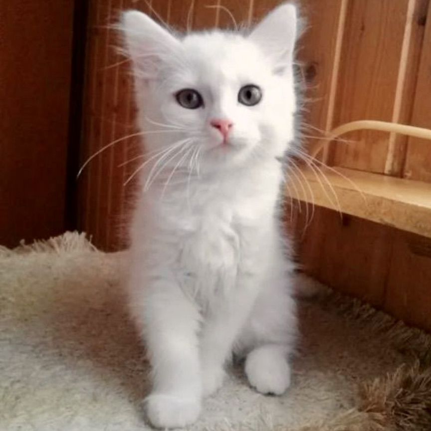 Турецкая ангора котёнок