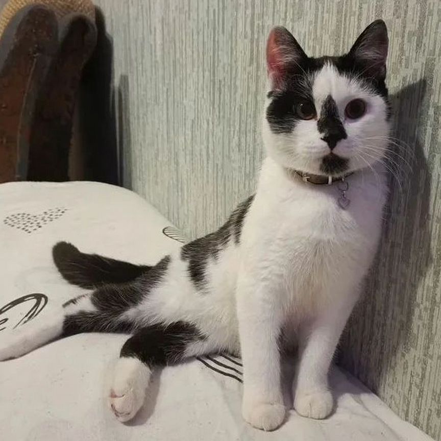 Взрослый кот в добрые руки