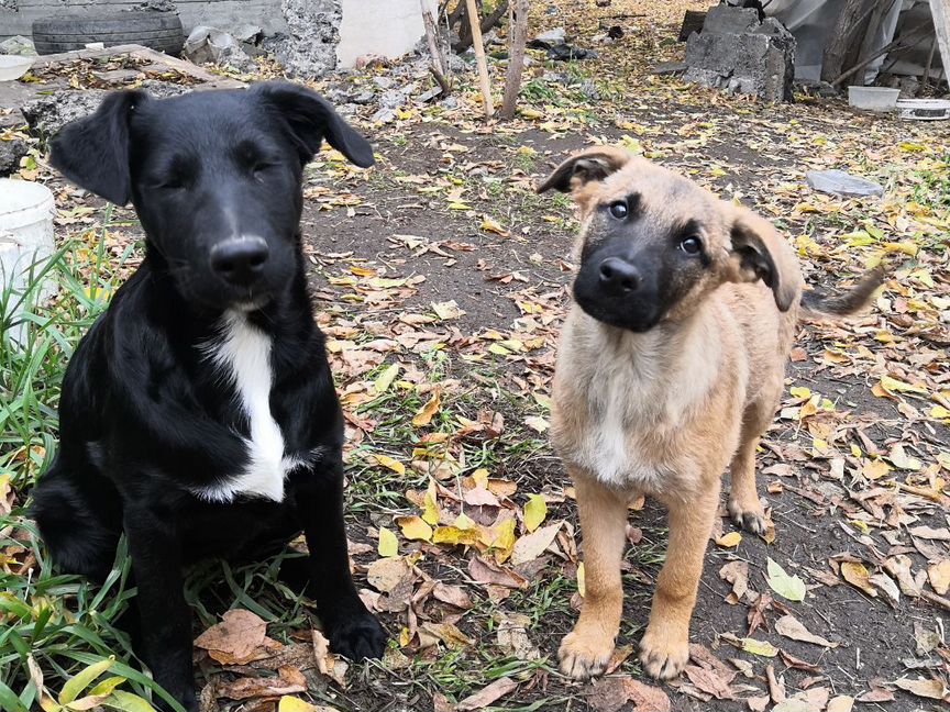 Очень нужен дом малышам