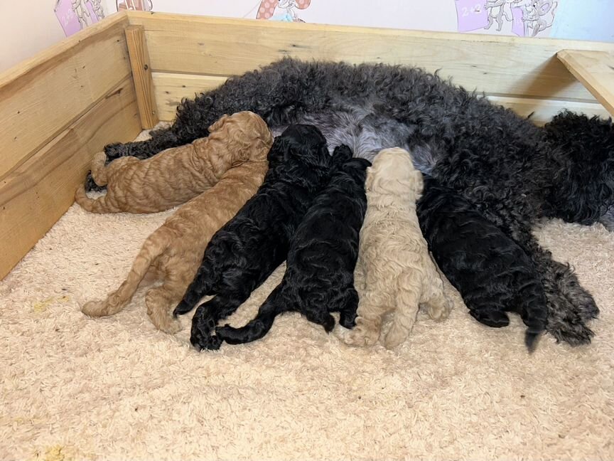 Миниатюрный пудель щенки