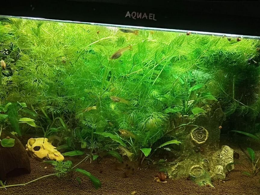 Аквариумные растения, прополка