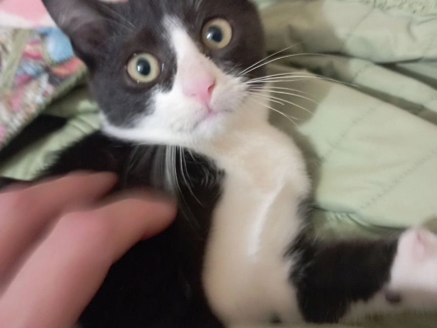 Ласковый котенок