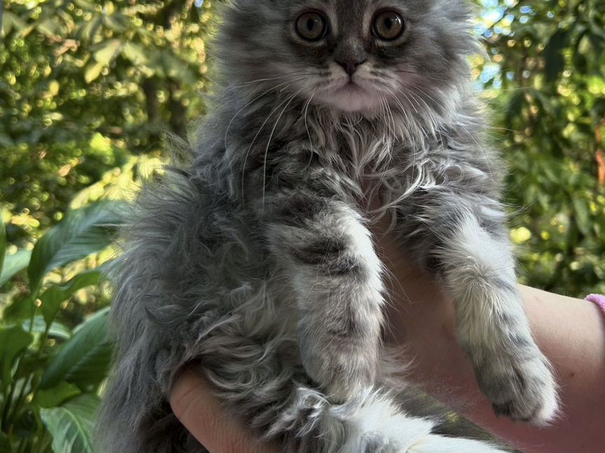 Шотландская Хайленд Фолд