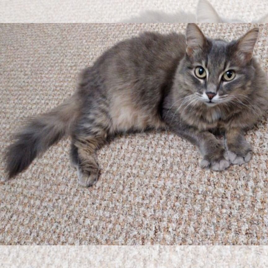 Сибирская, взрослая кошка